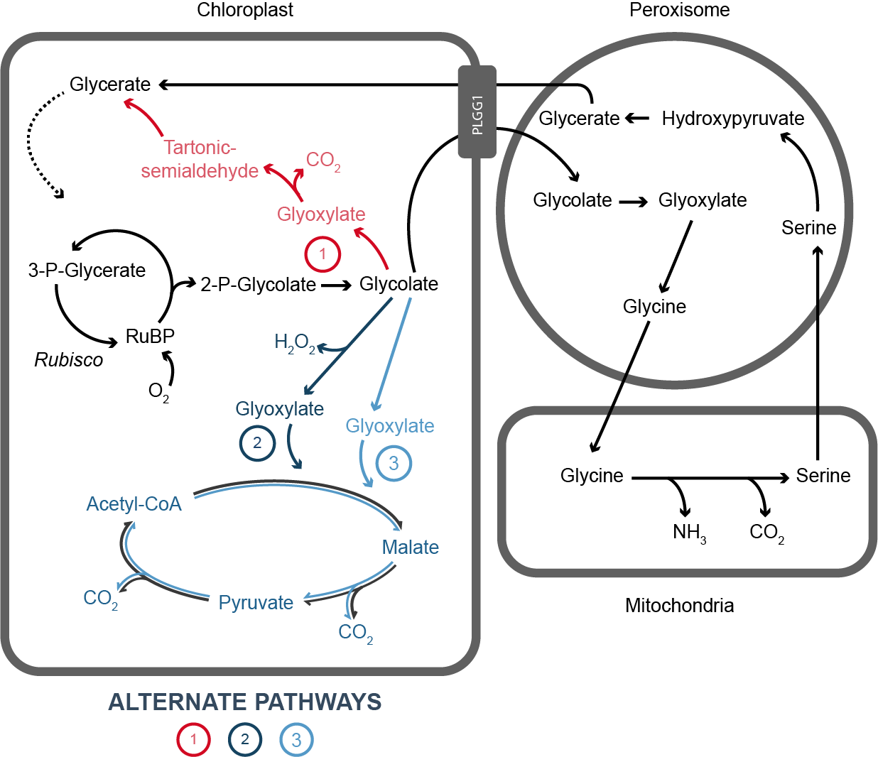 Synthetic Glycolate Metabolism Pathways Stimulate Crop Growth And Productivity In The Field Ripe